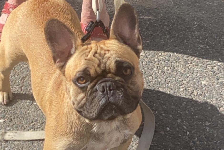 Solution de recherche de chiens perdus et chiens trouvés